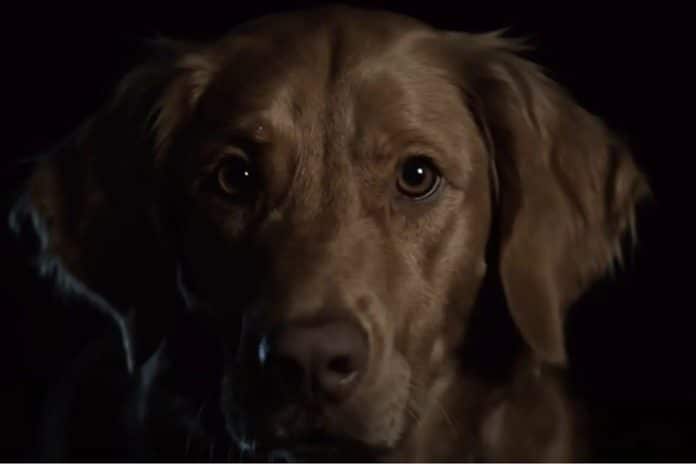 Good Boy, terror sobrenatural desde el punto de vista de un perro ...
