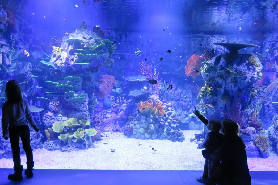 Atlantis Aquarium en el Día Mundial de los Océanos 2026 - Cinemagavia